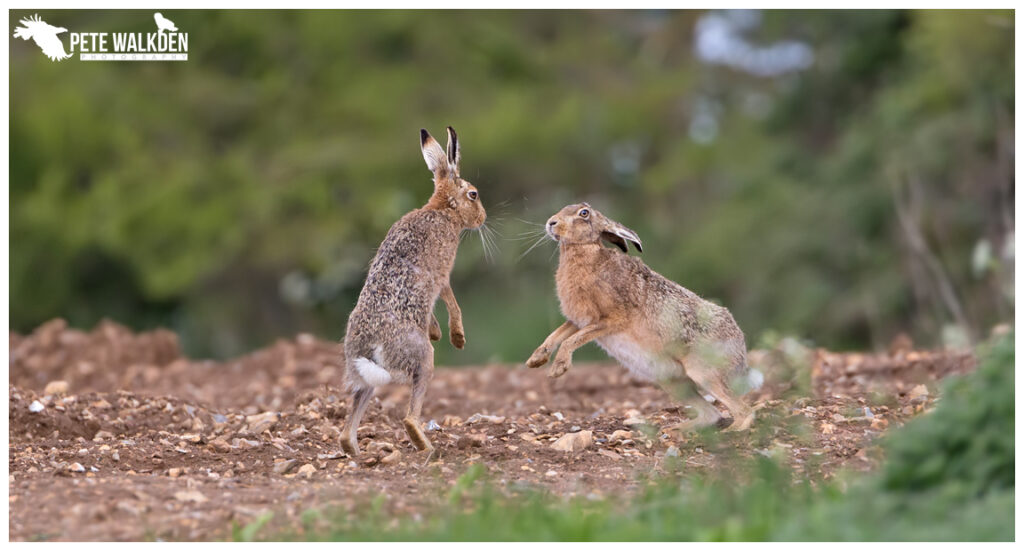 Hares Gallery - Pete Walkden Photography Brown And Mountain