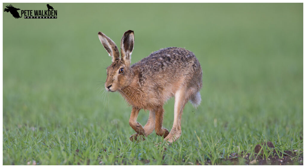 Hares Gallery - Pete Walkden Photography Brown And Mountain