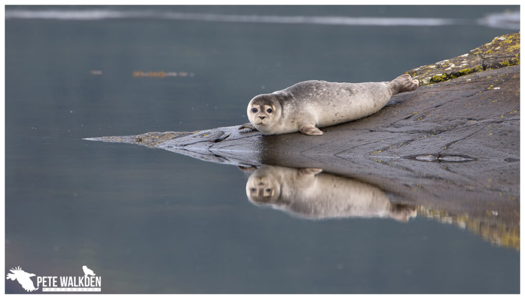 Misc Mammals Gallery - Pete Walkden Photography