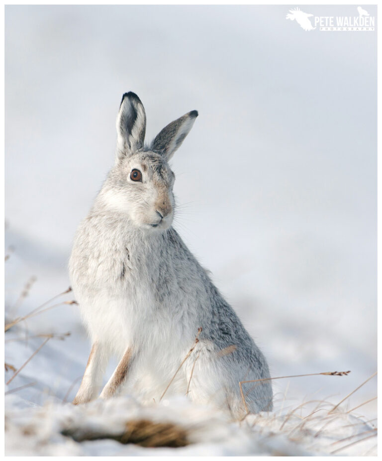 Hares Gallery - Pete Walkden Photography Brown And Mountain