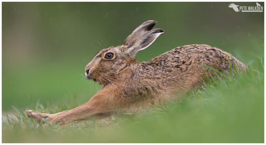 Hares Gallery - Pete Walkden Photography Brown And Mountain