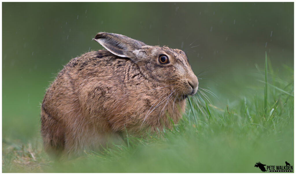 Hares Gallery - Pete Walkden Photography Brown And Mountain