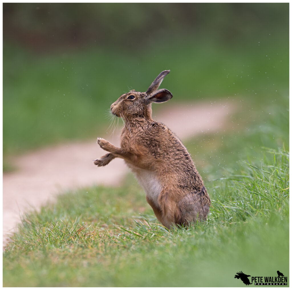 Hares Gallery - Pete Walkden Photography Brown And Mountain