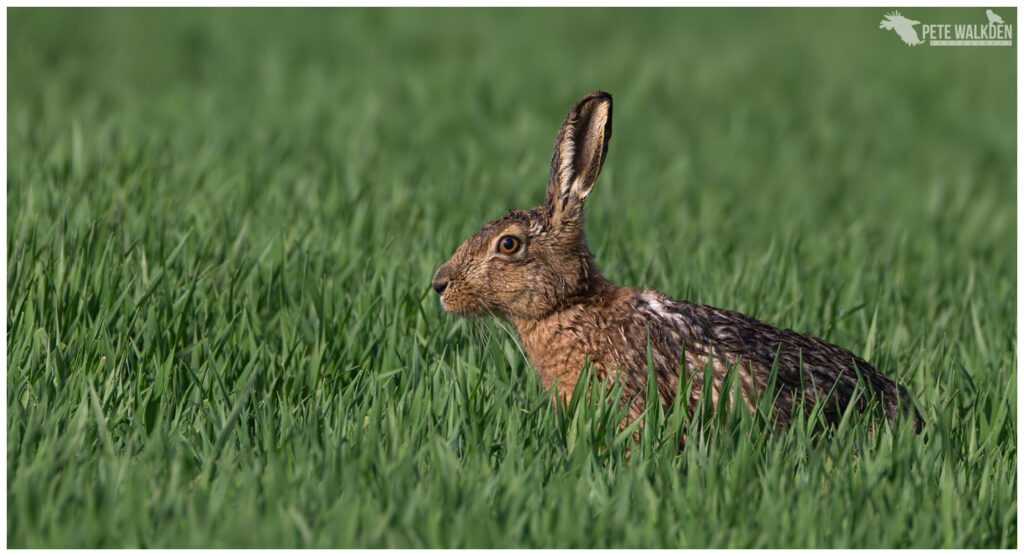 Hares Gallery - Pete Walkden Photography Brown And Mountain