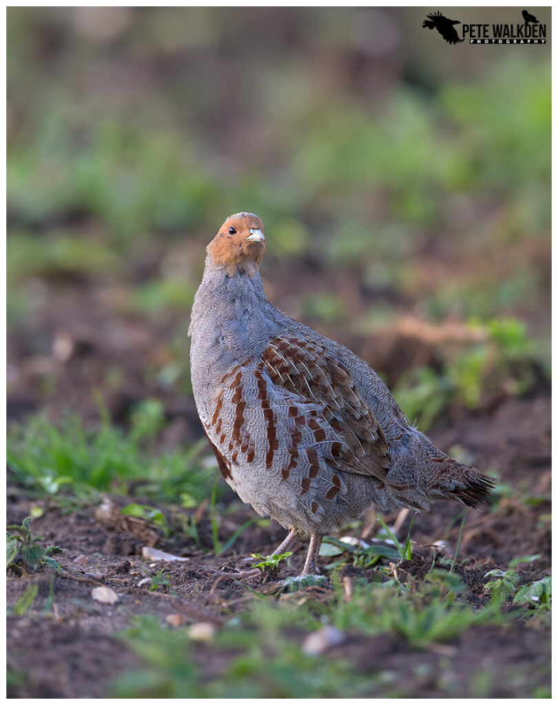 Birds Gallery - Farmland - Pete Walkden Photography