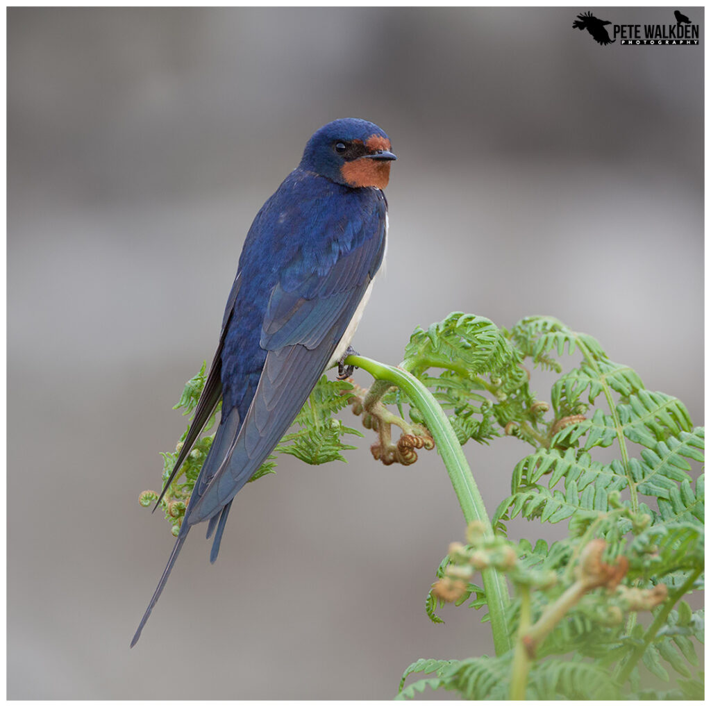 Birds Gallery - Wetlands - Pete Walkden Photography