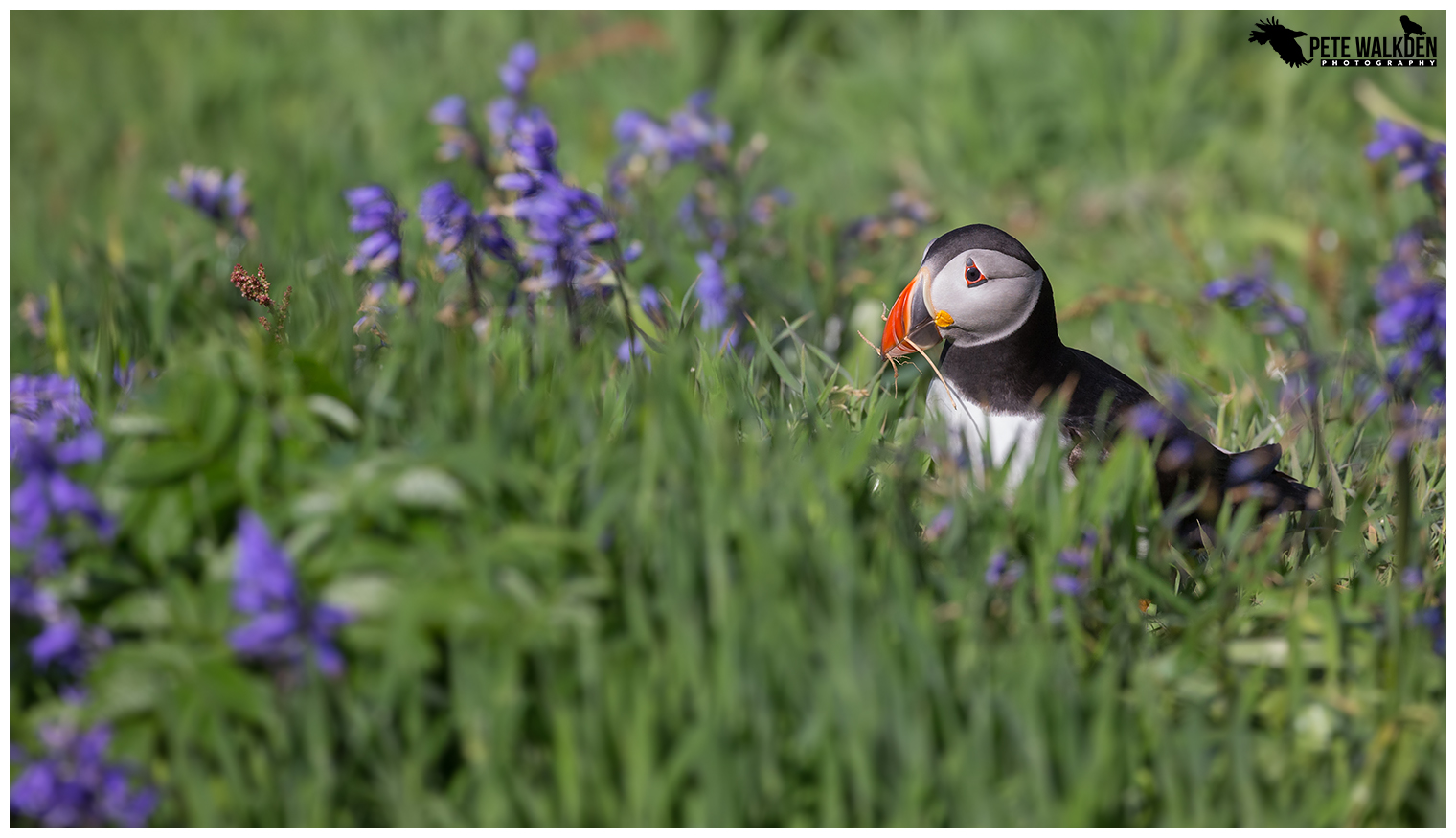 Mull Wildlife Photography Workshops - Pete Walkden Photography Workshop