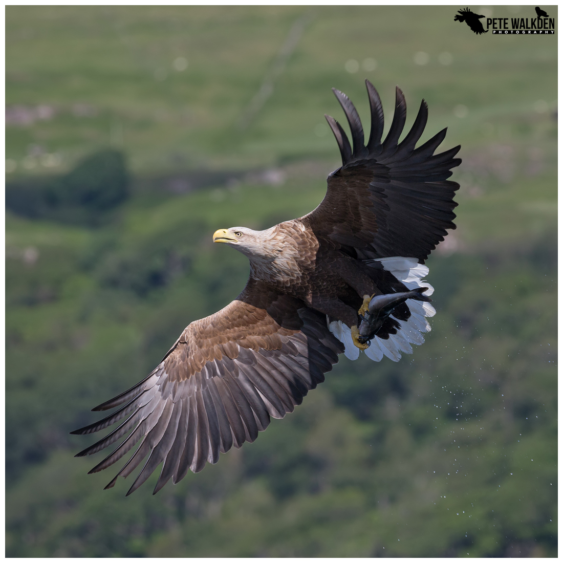 Mull Wildlife Photography Workshops - Pete Walkden Photography Workshop