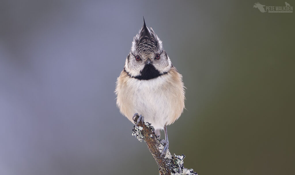 Crested Tits Workshop - Pete Walkden Photography